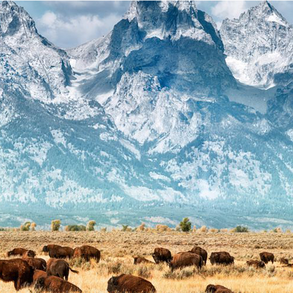 Smithsonian.com | Shop, Read, Watch, Travel with Smithsonian